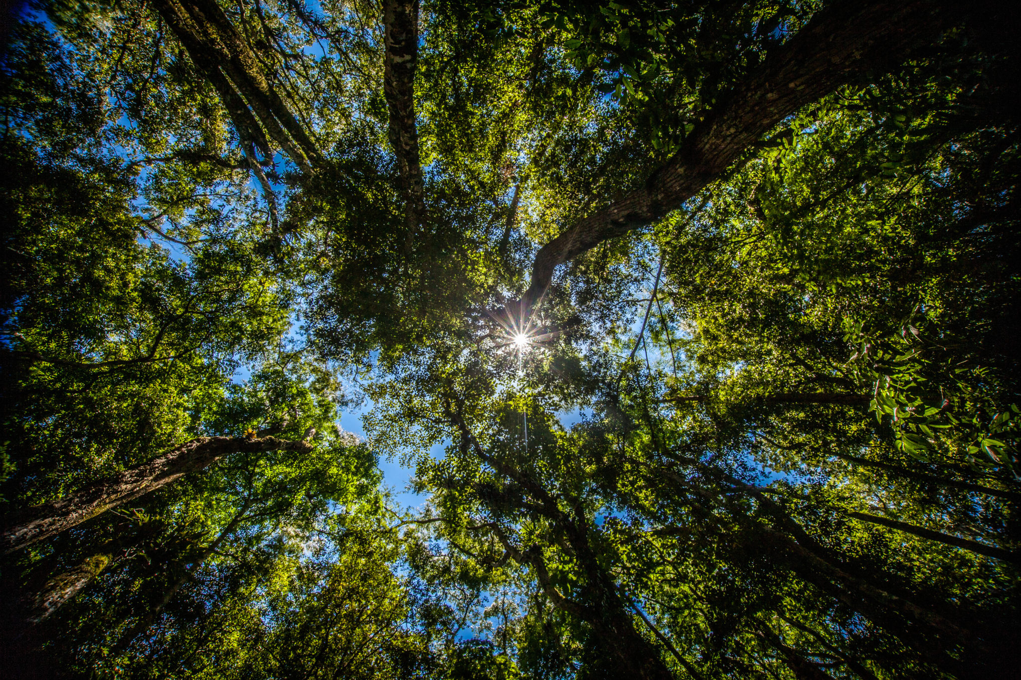 Trees of the Mata Atlantica biome in Tijuca National Park, Rio de ...