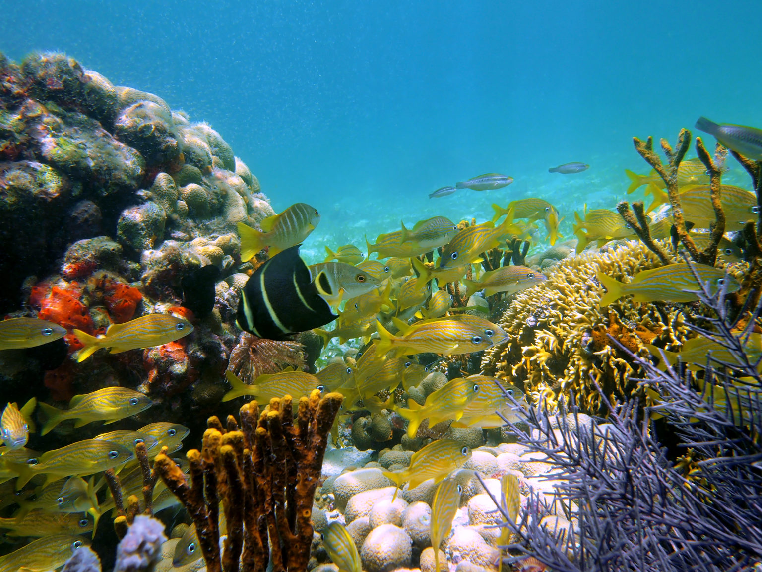 Colorful underwater coral reef with a shoal of tropical fish and ...